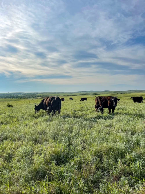 Mull Beef | High-Quality Beef | Raised With Care | Minneapolis, KS