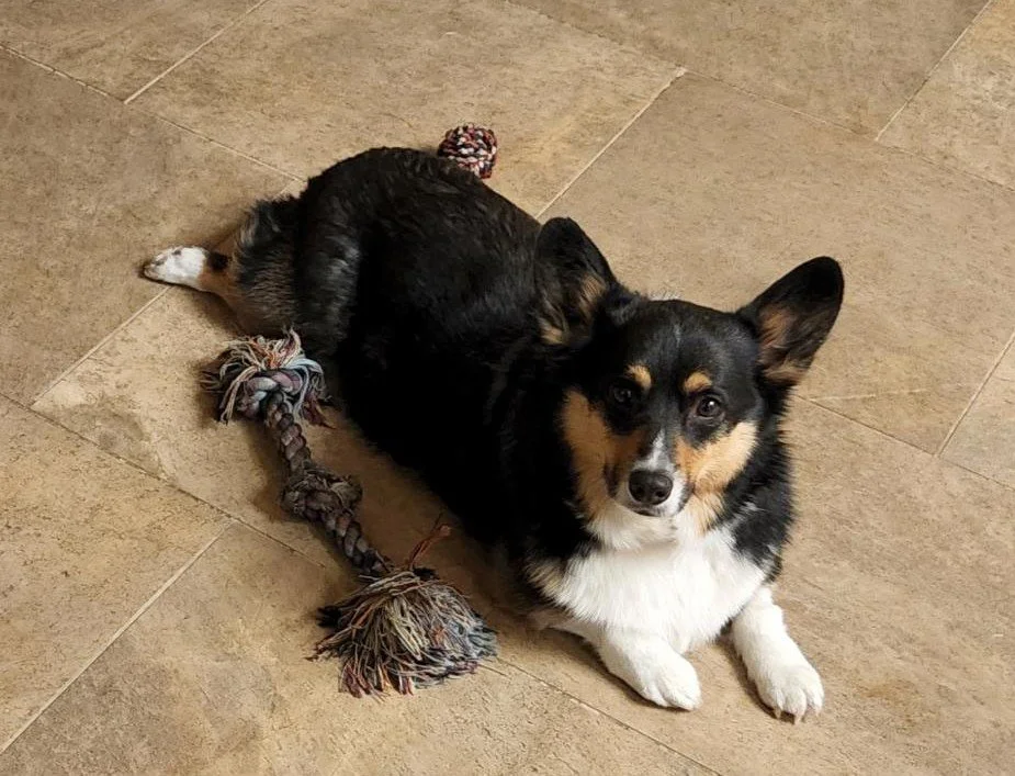 Rescue - Adopt a Corgi in California — PWCCSC