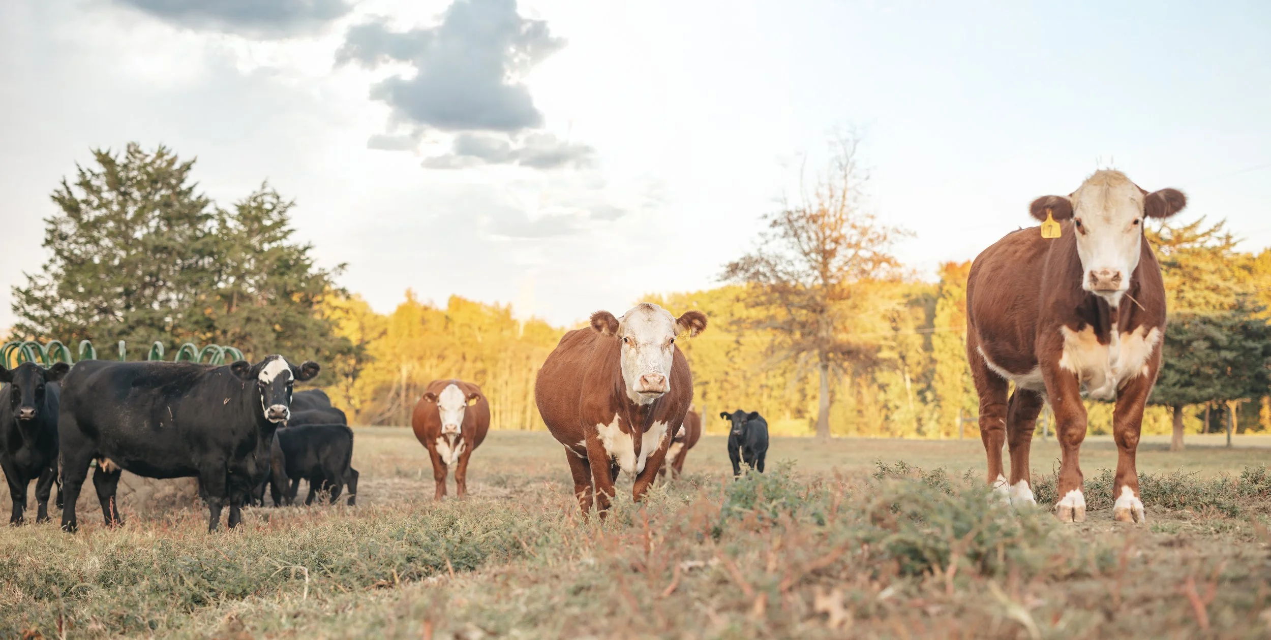 Three Willows Farm | High-Quality Beef | Baked Goods | Fresh Brown ...