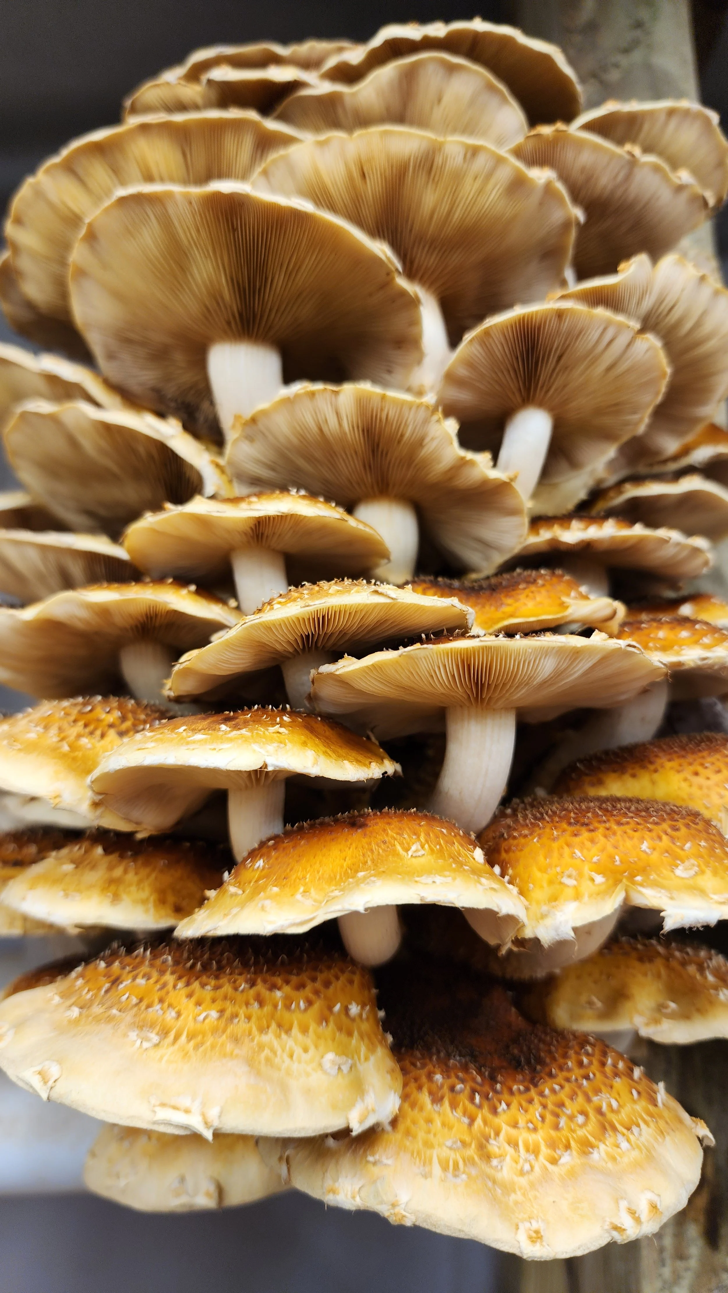 Dryad Grove Mushroom Farm