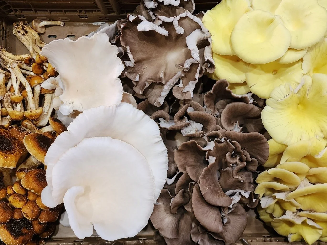Products | Fresh & Dried Mushrooms | Medicinal Extracts & Gummies ...