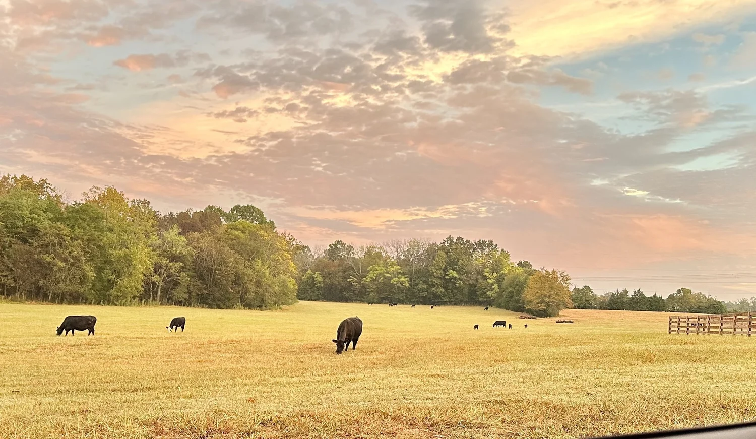 Jordan Family Farms | High-Quality Beef | Sustainable Farming | Caney ...