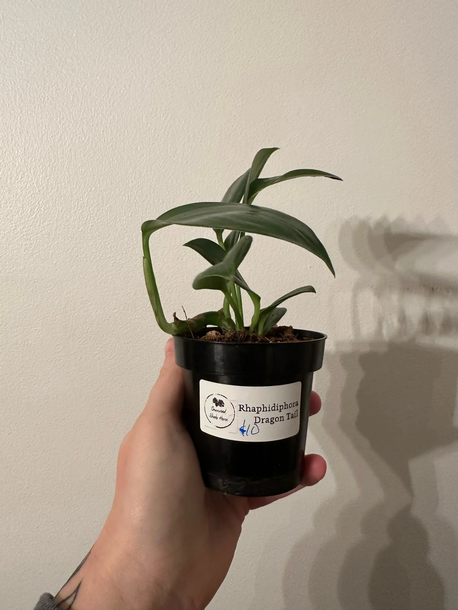 Rhaphidiphora Decursiva (Dragon Tail) 3” — Greenwood Shade House