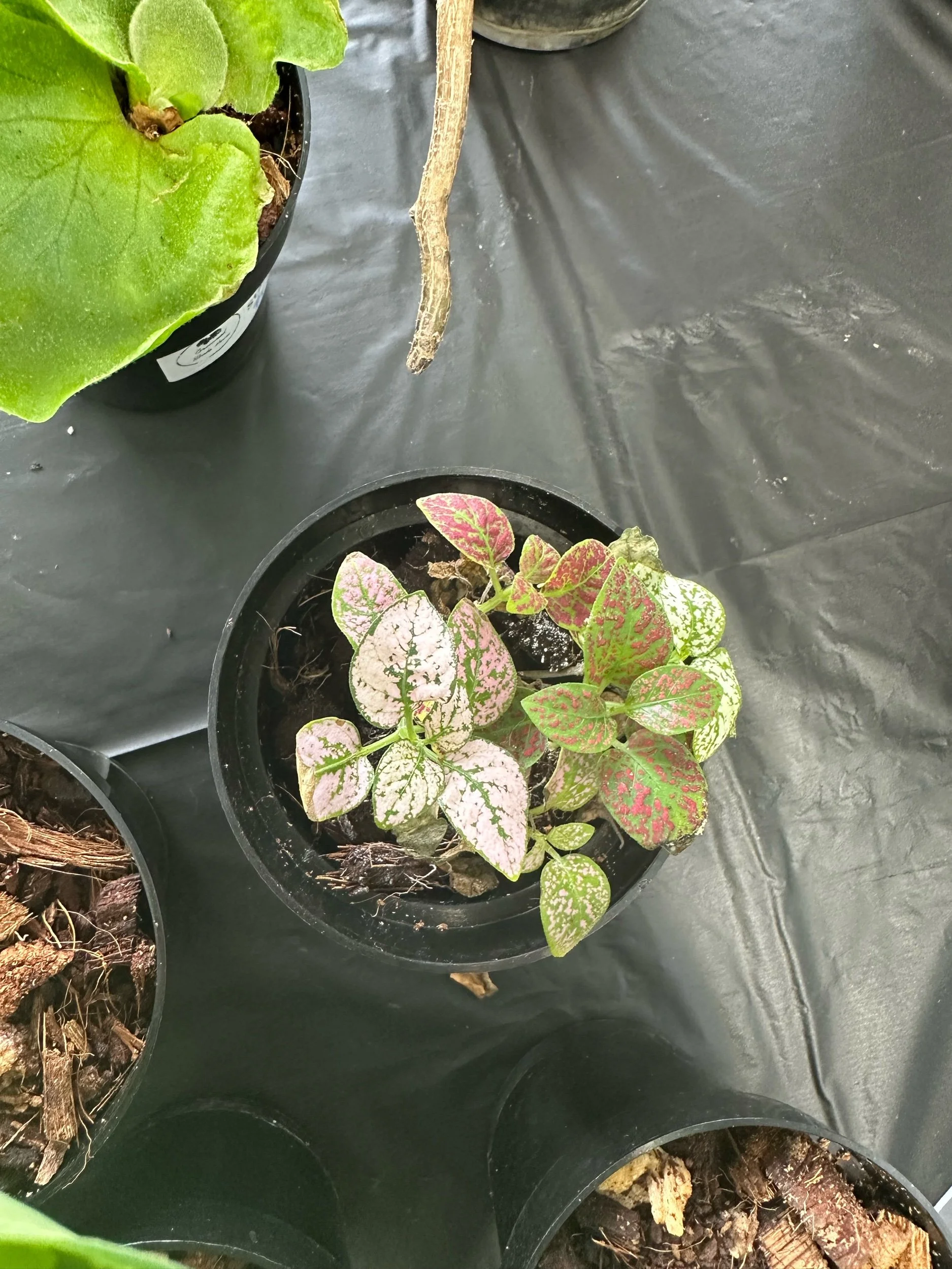 Polka-Dot Plant (multi color) 3” — Greenwood Shade House