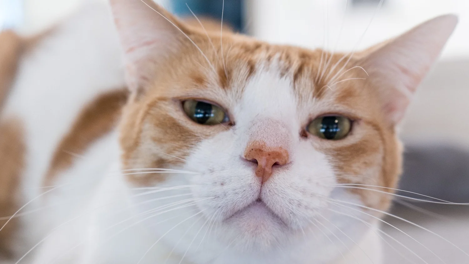 Cat Care Durango