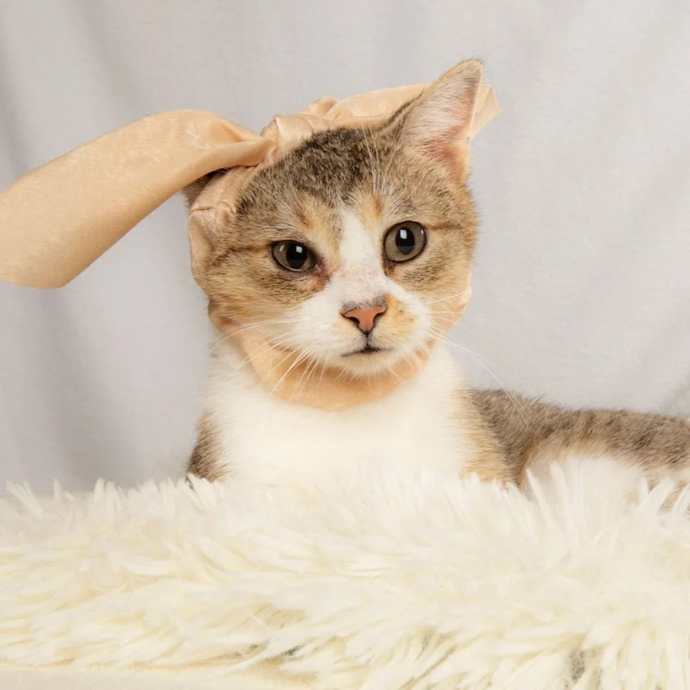 ADOPT — Cat Care Durango