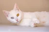 Cat Care Durango