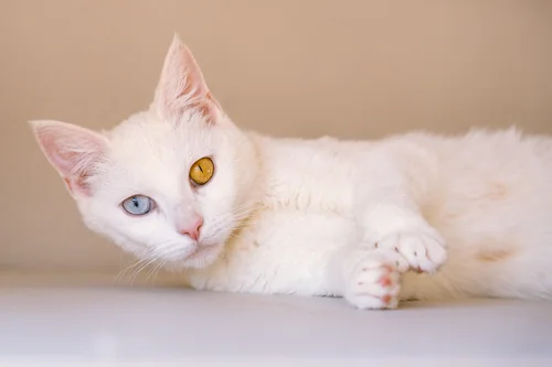Cat Care Durango