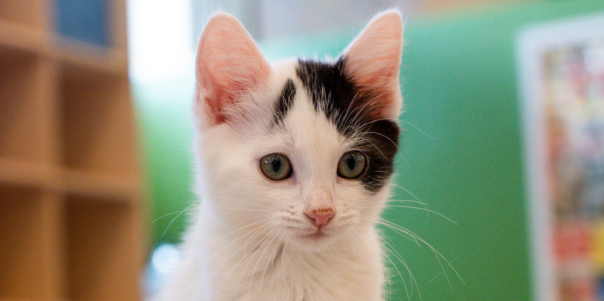 Cat Care Durango