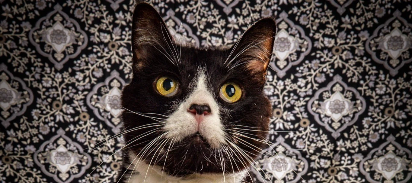 Cat Care Durango