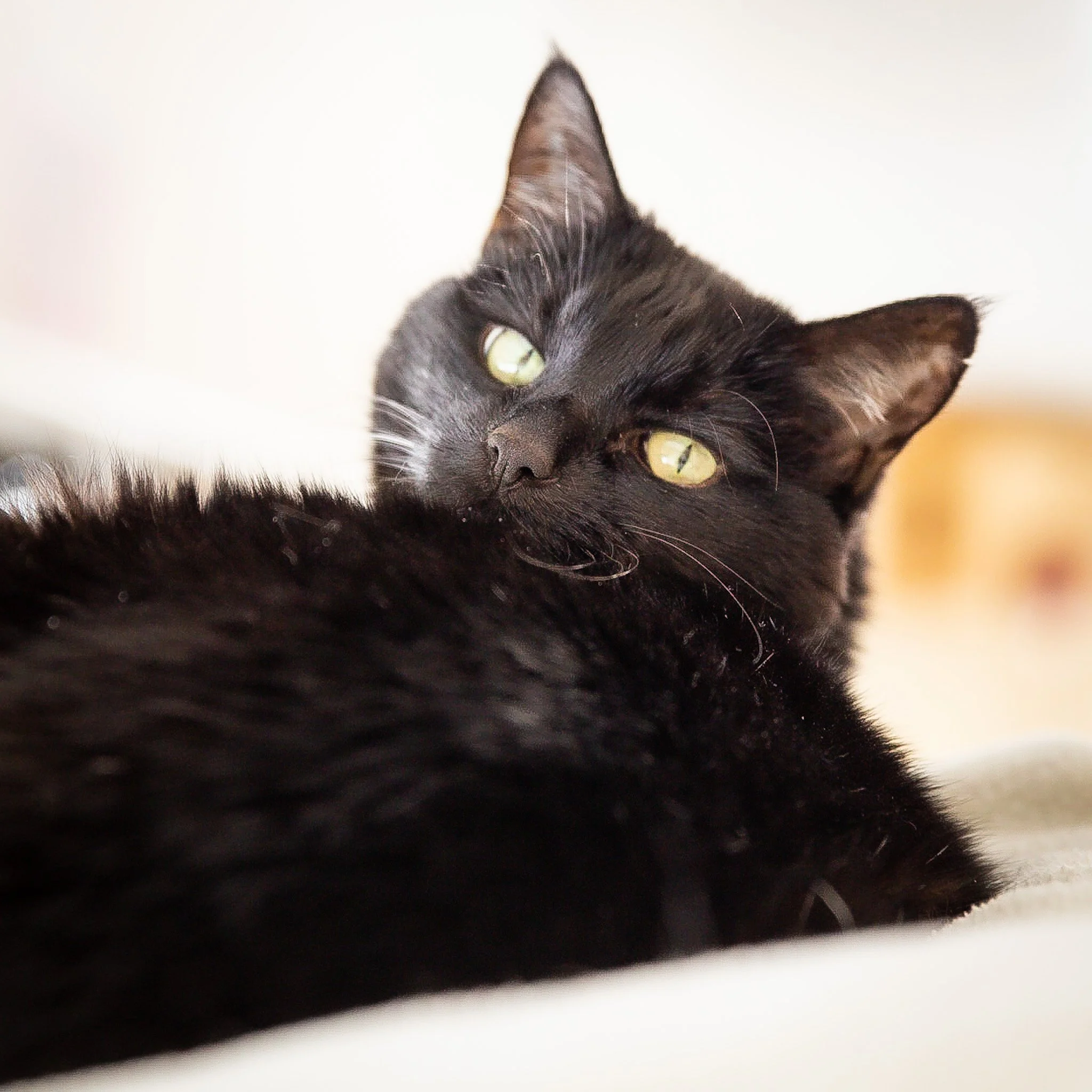 ADOPT — Cat Care Durango