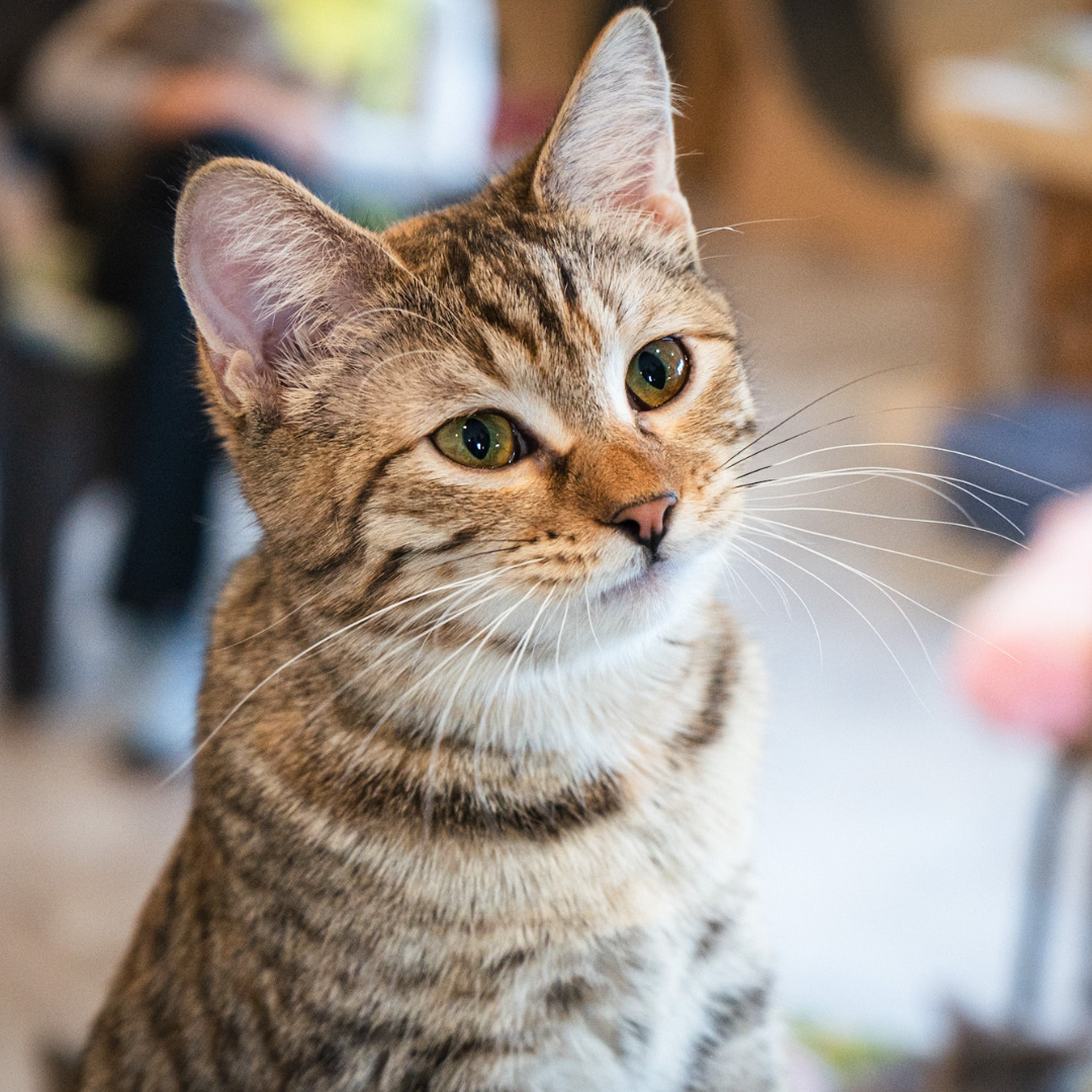 Cat Care Durango