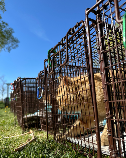 Services — Cat Care Durango