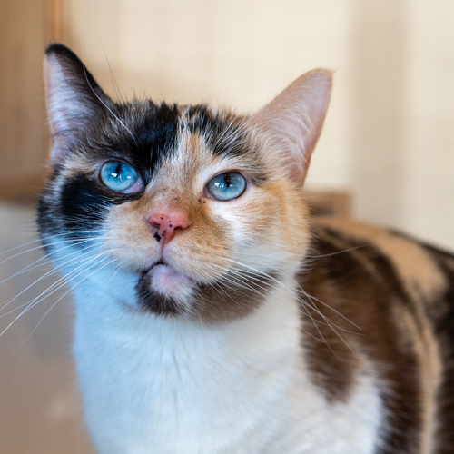 Cat Care Durango
