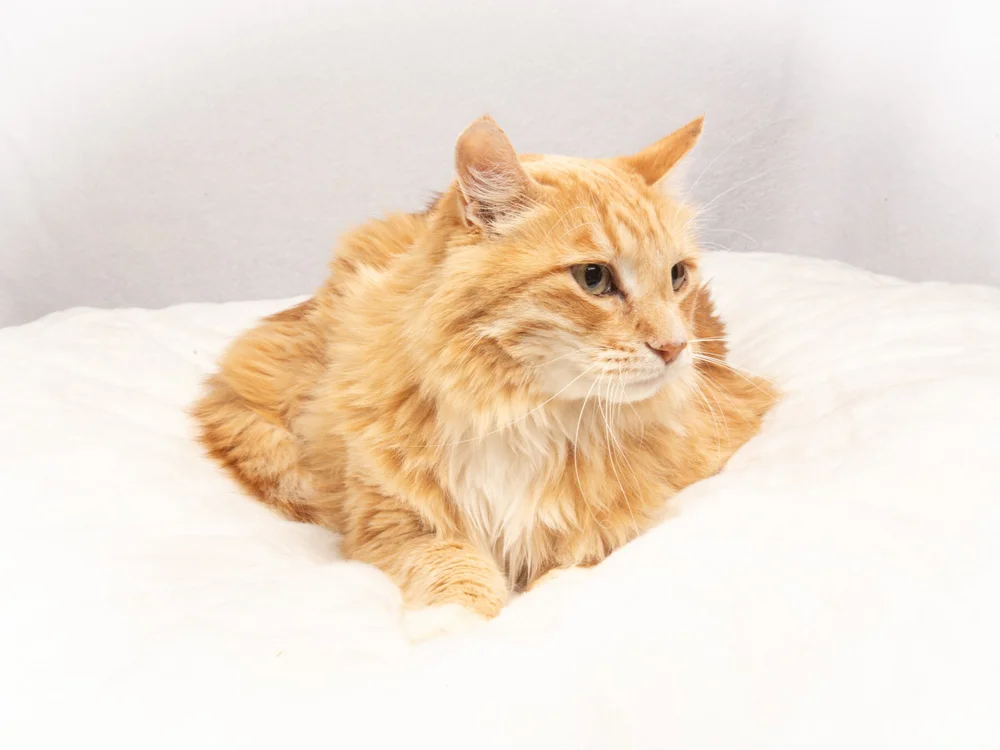 CONTACT — Cat Care Durango