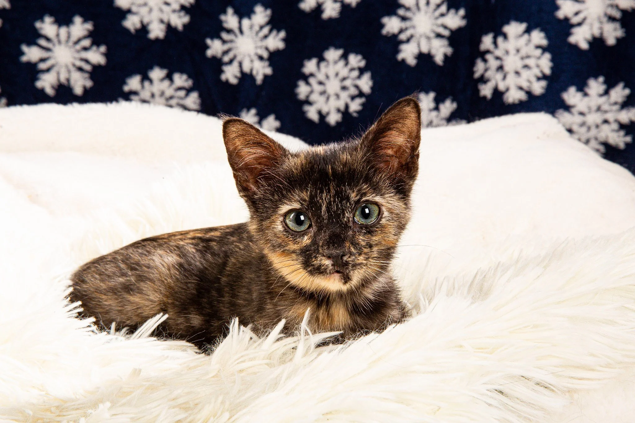 Cat Care Durango