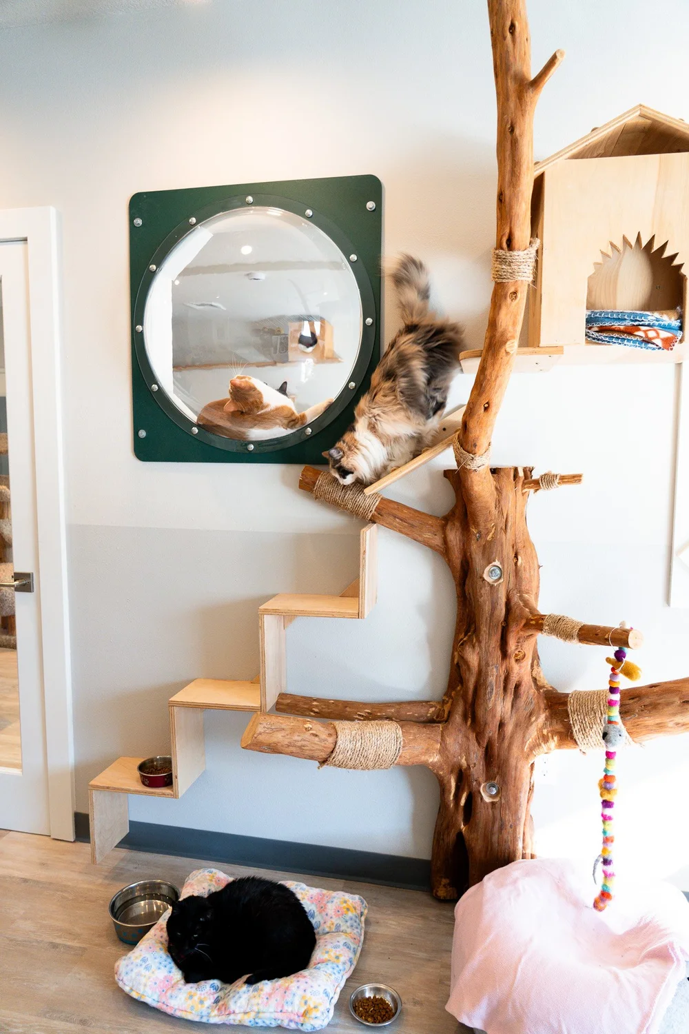 Cat Care Durango