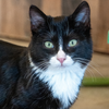 Cat Care Durango