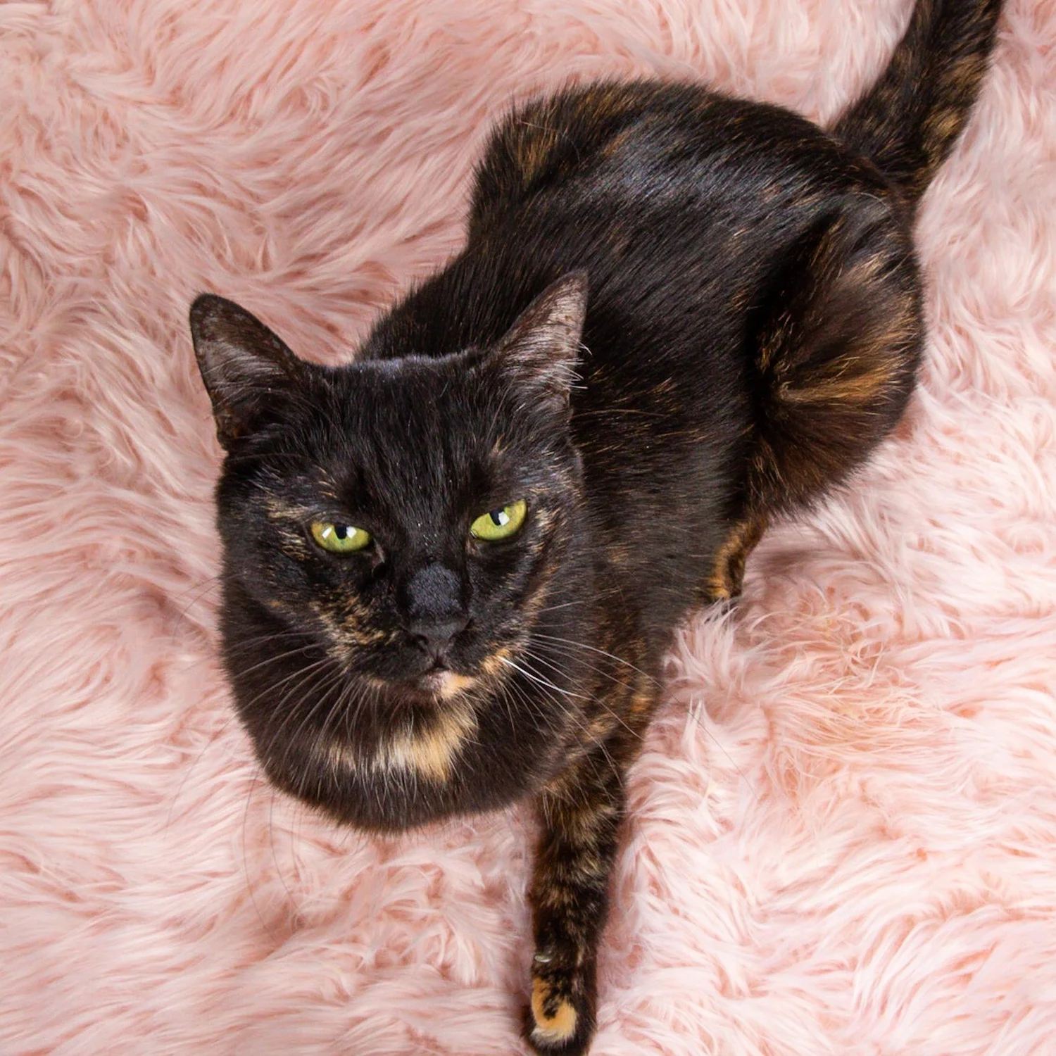 ADOPT — Cat Care Durango