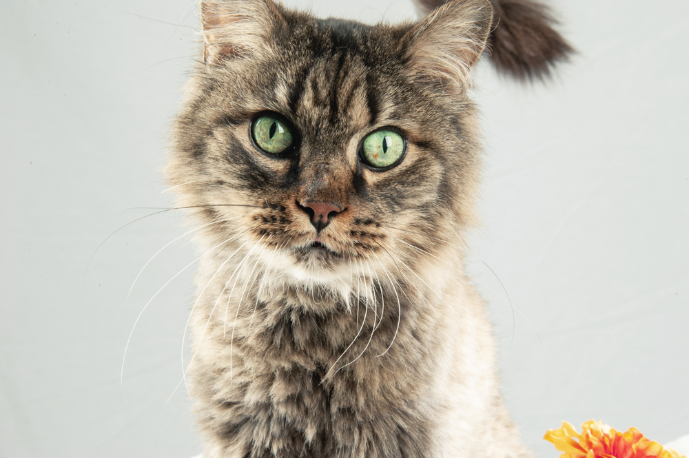 Cat Care Durango