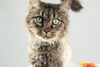 Cat Care Durango