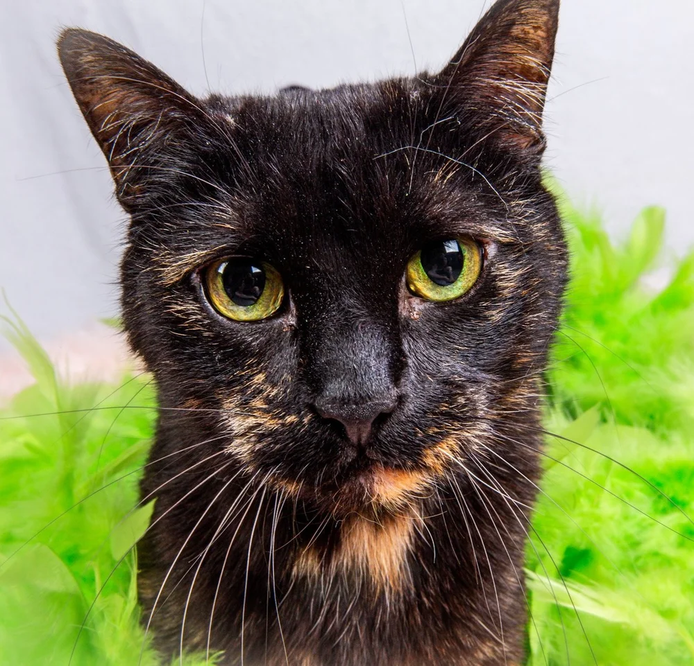 Cat Care Durango