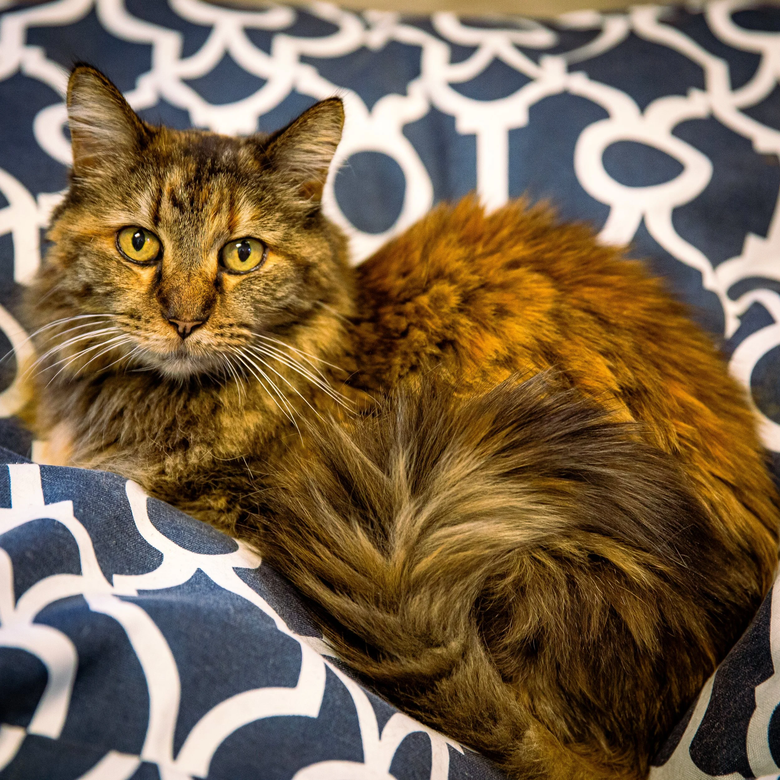 ADOPT — Cat Care Durango