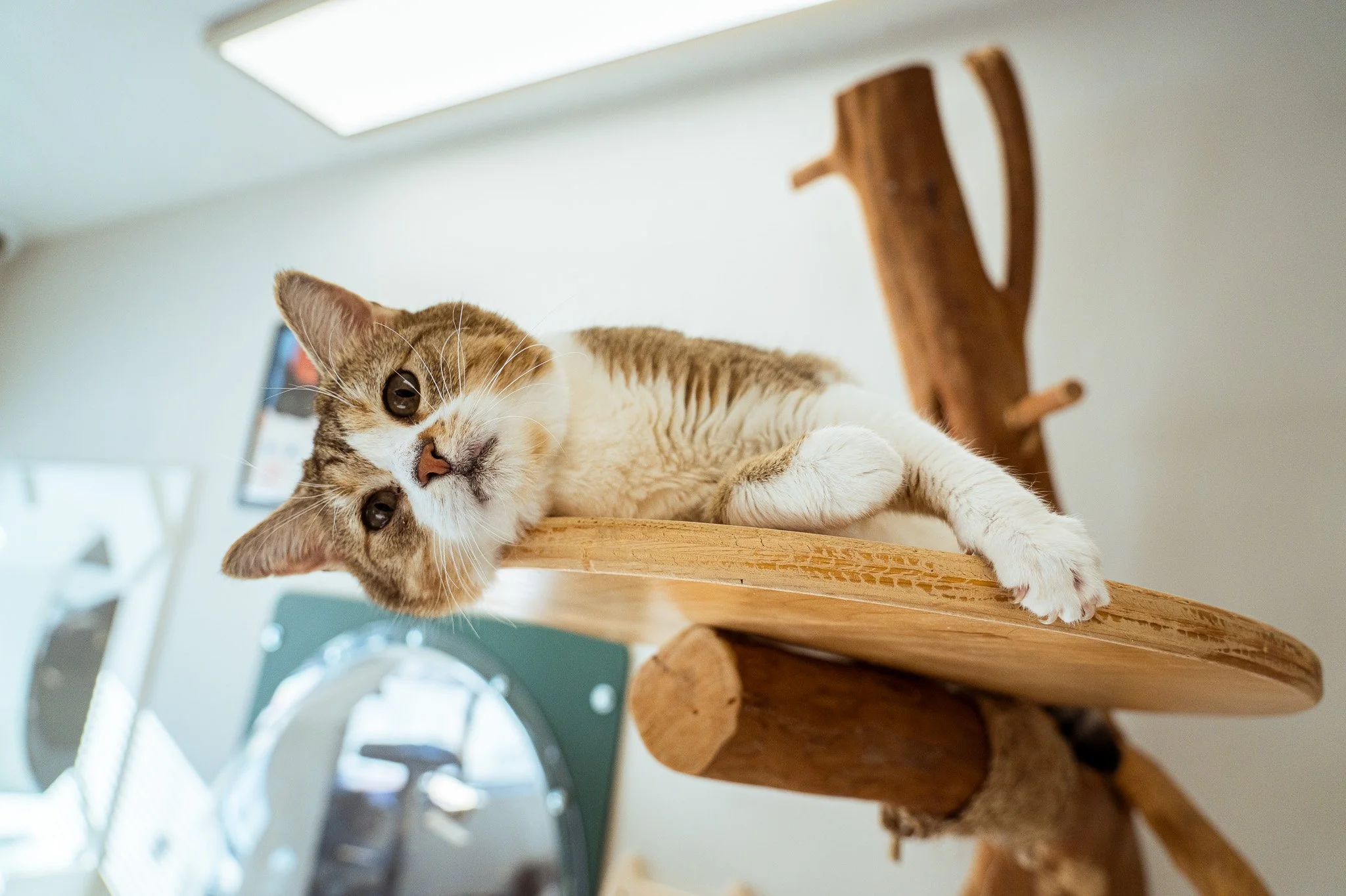 Cat Care Durango