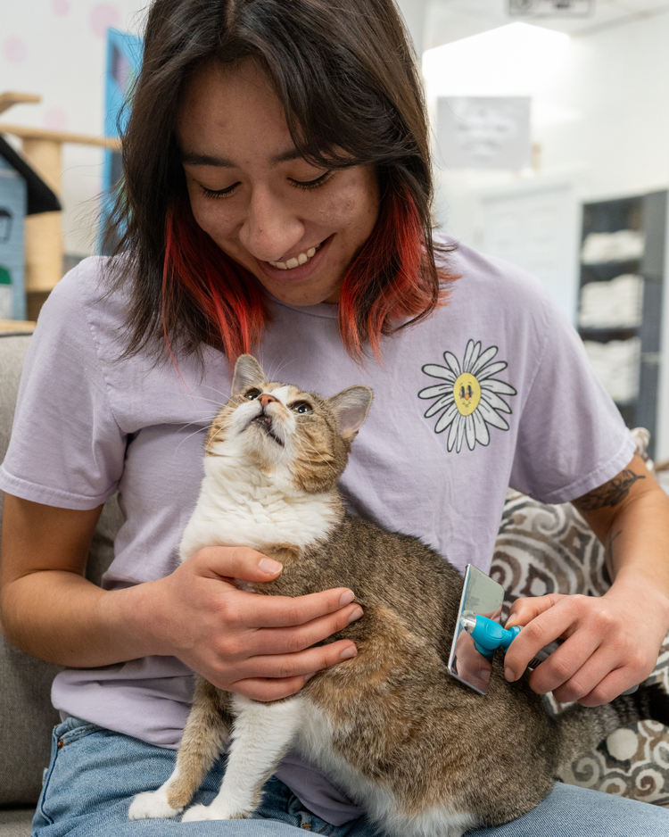 Help — Cat Care Durango