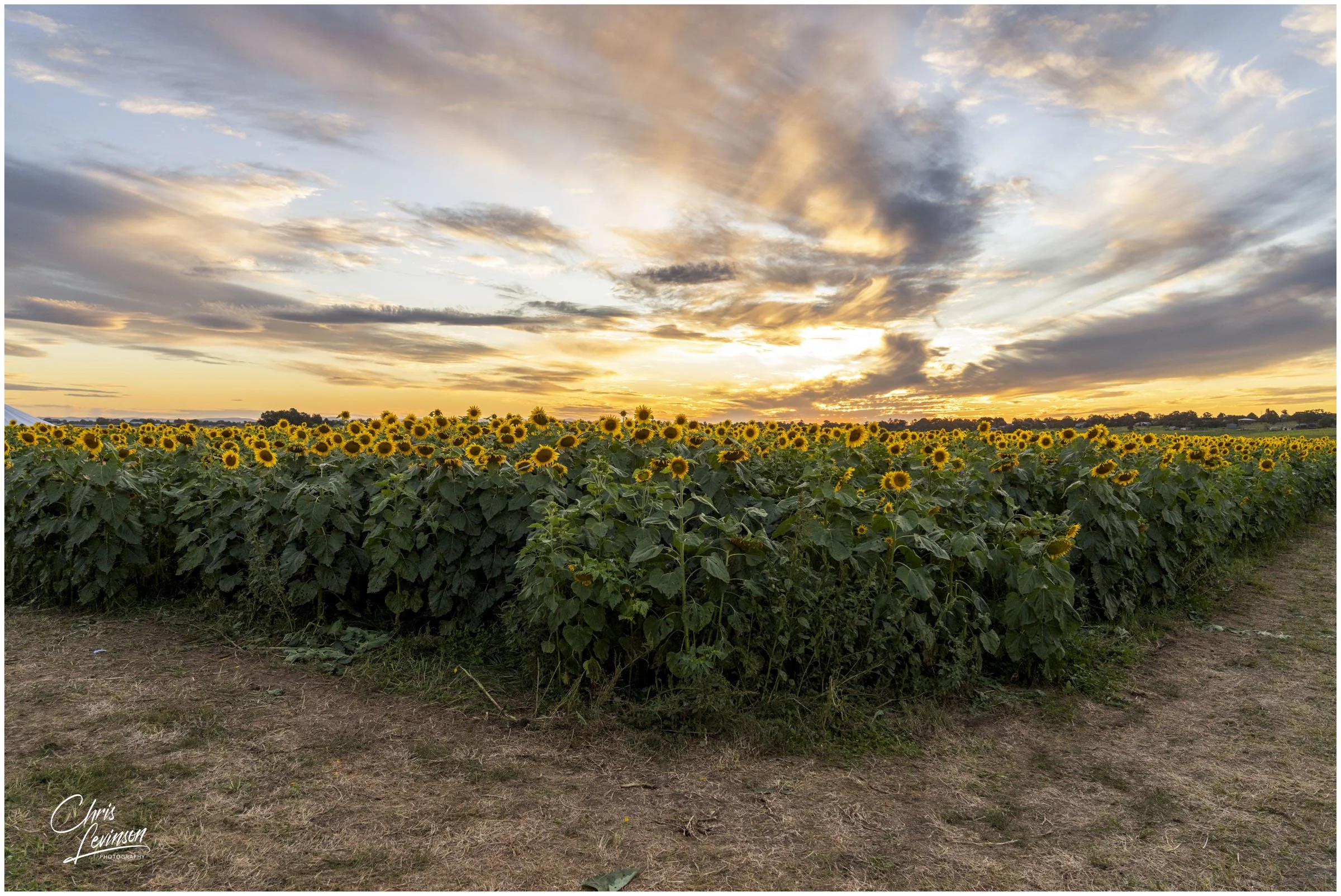 Sunflower Sunset — Chris Levinson Photography