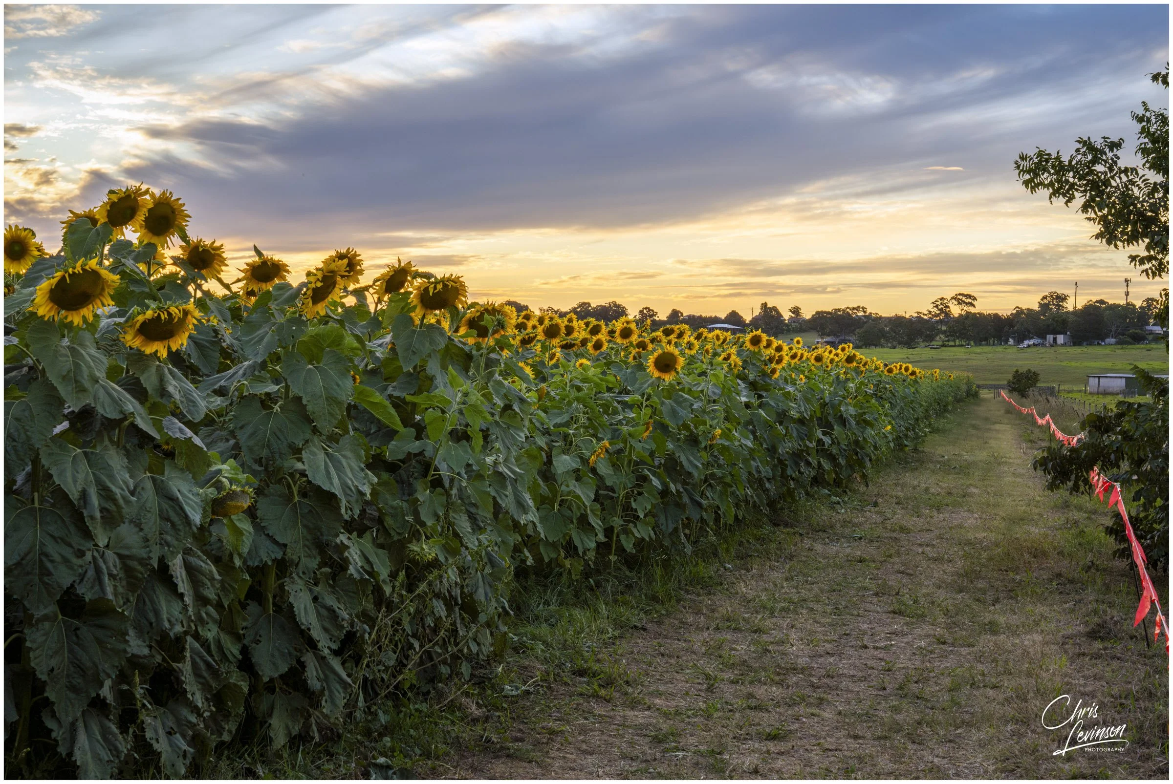 Sunflower Sunset — Chris Levinson Photography
