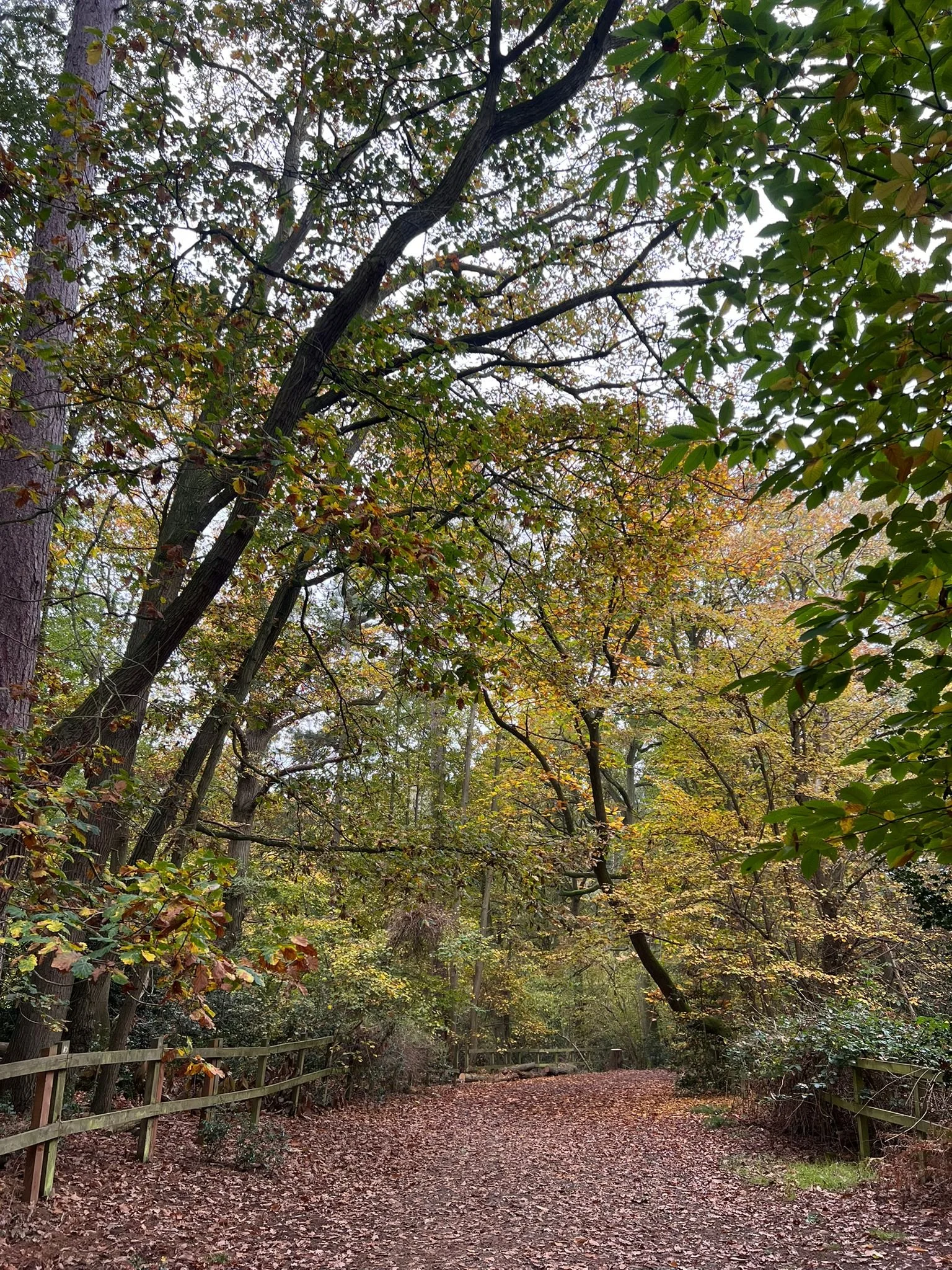 WalkNTalk Colchester