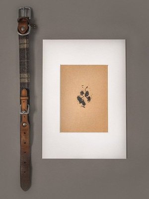 About Frankie Adamson FBIPP & FSWPP | Award-Winning Dog Photographer in ...