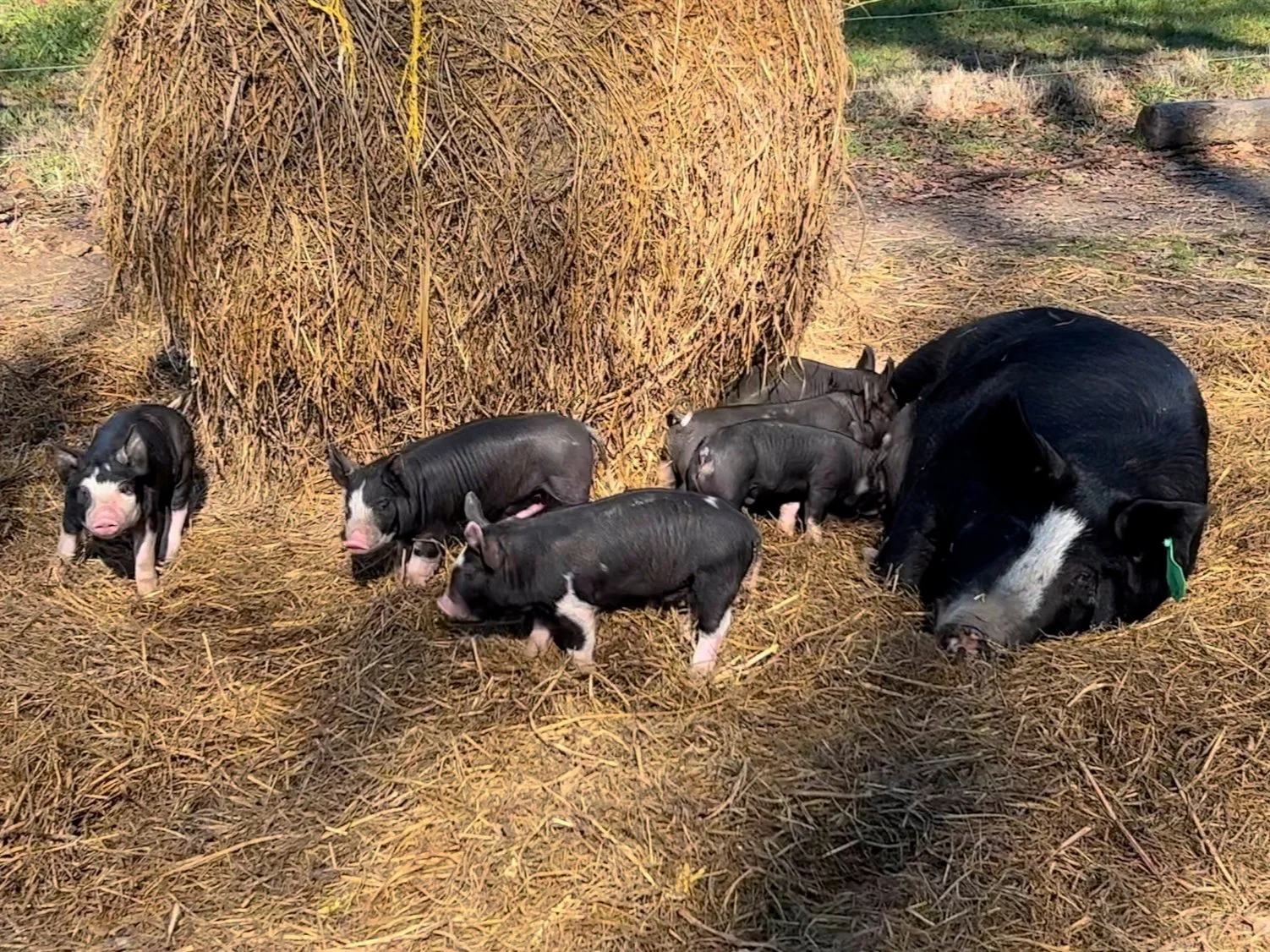 Livestock | Feeder Pigs | Grow Your Farm | FAQs — Dowdle Family Farms