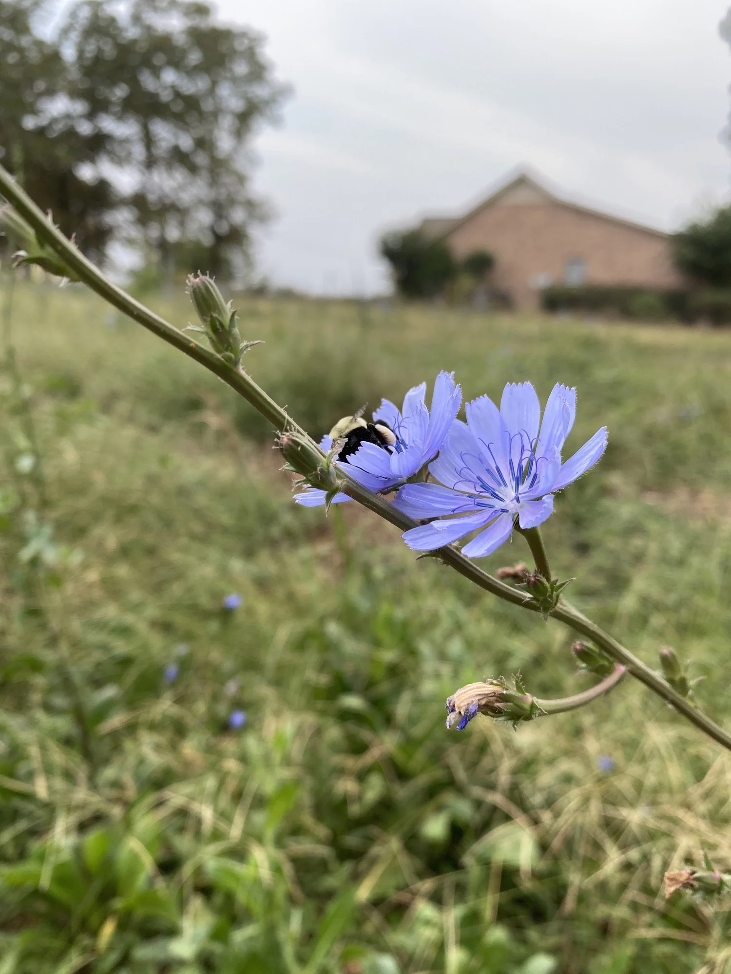 Chicory as a cover crop for pastured Pigs — Dowdle Family Farms