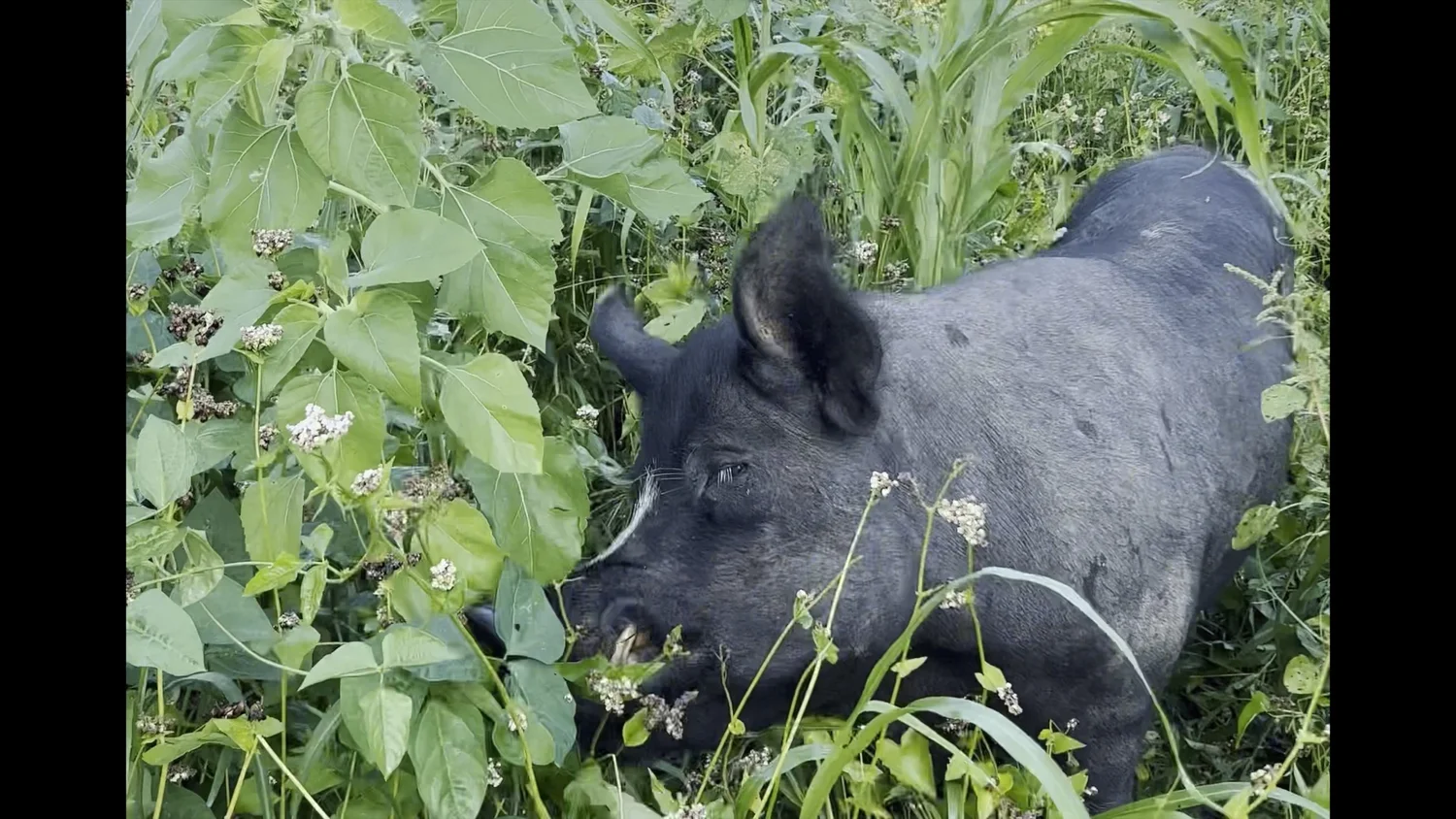 Buckwheat is a superior Forage for Pigs — Dowdle Family Farms
