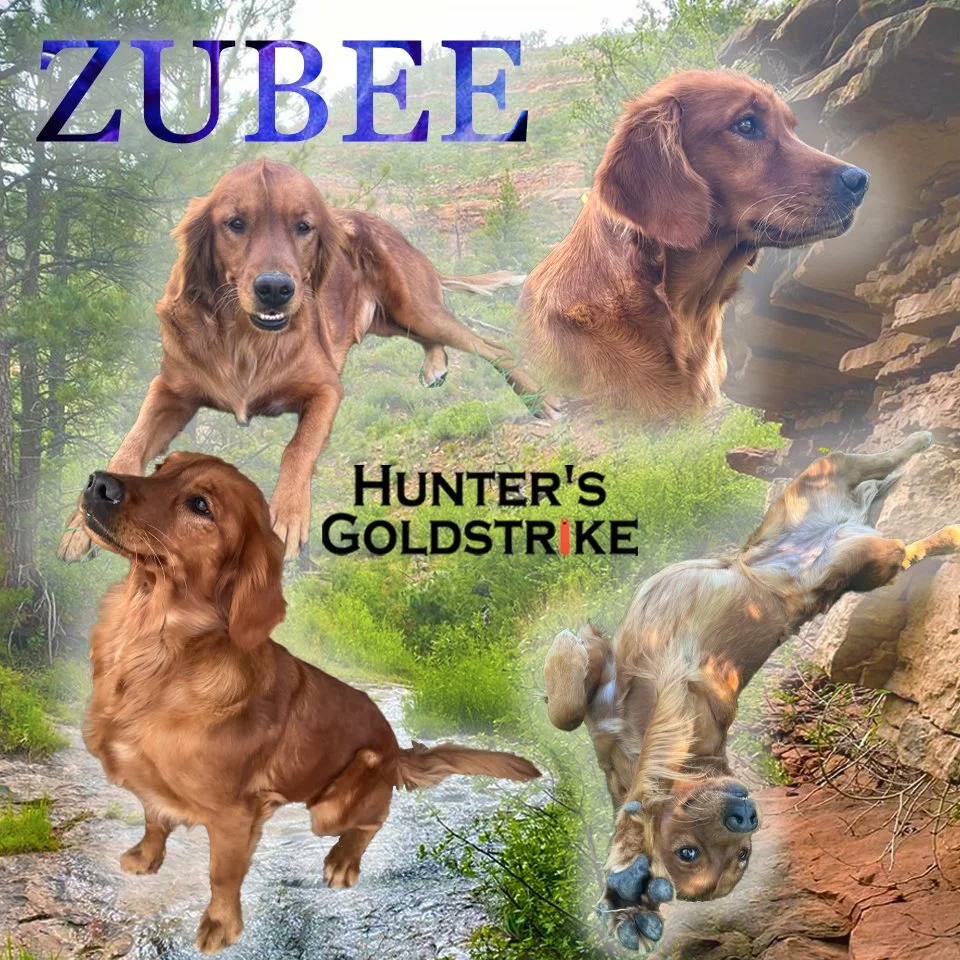 Our Dogs - Hunters Goldstrike