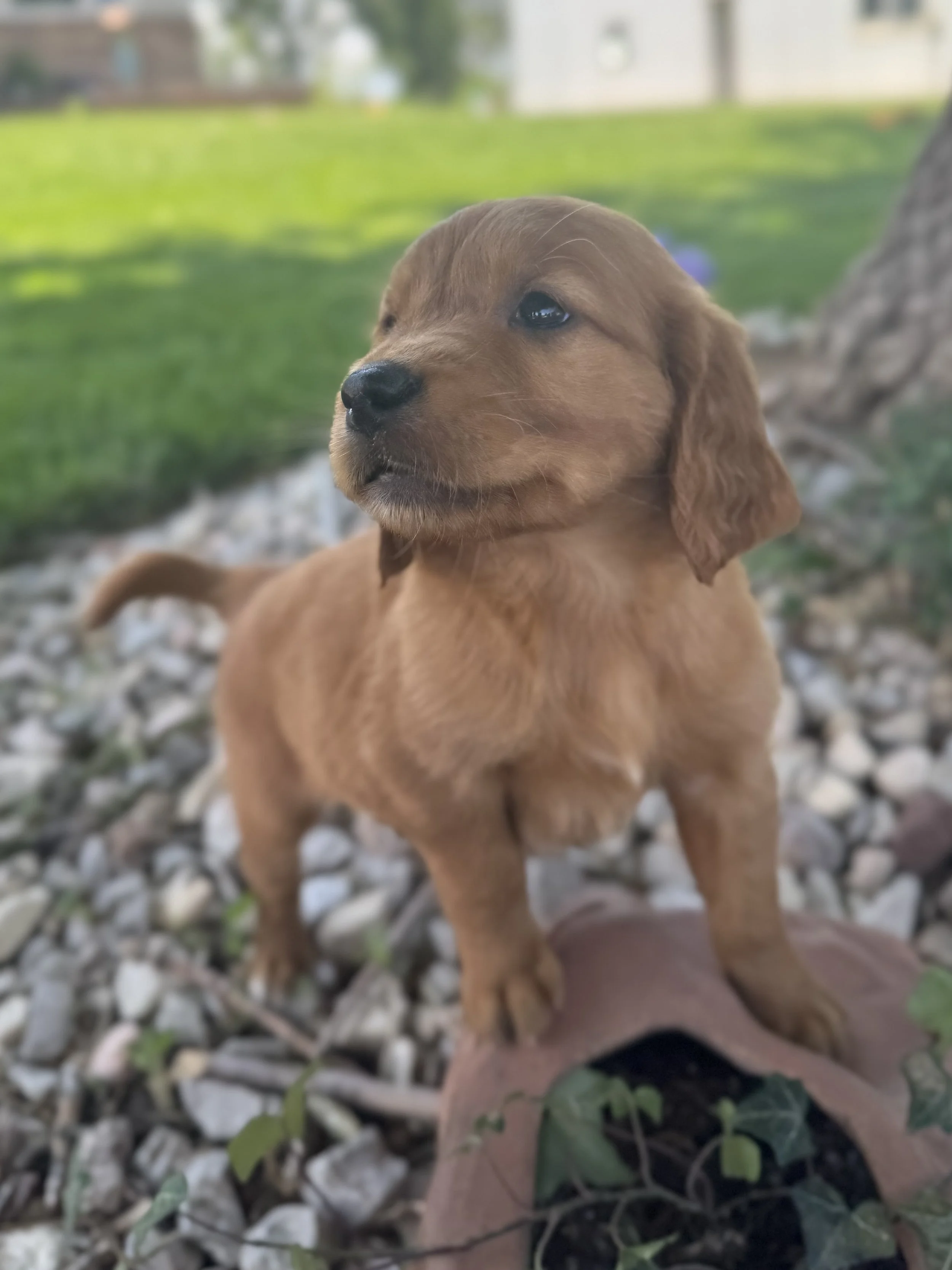 Female 4816 - (Butterscotch x Maverick) - Hunters Goldstrike