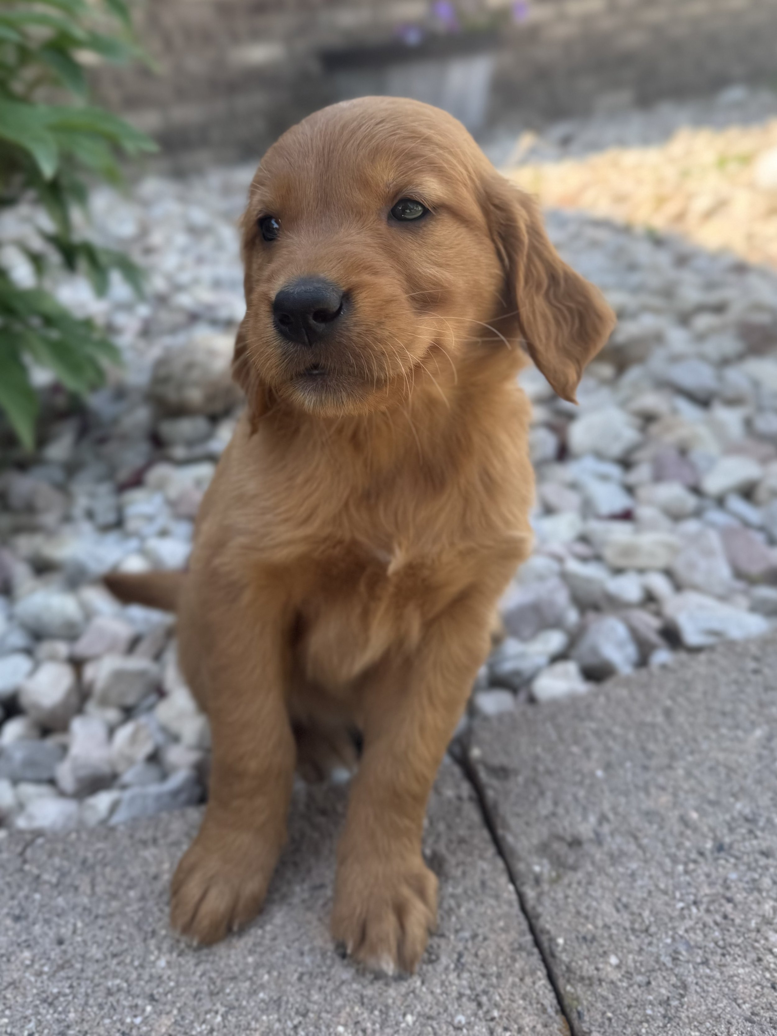 Female 4816 - (Butterscotch x Maverick) - Hunters Goldstrike