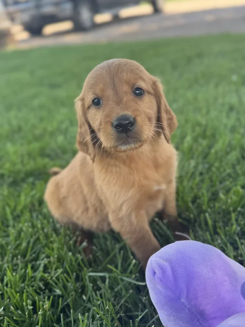 Female 4816 - (Butterscotch x Maverick) - Hunters Goldstrike