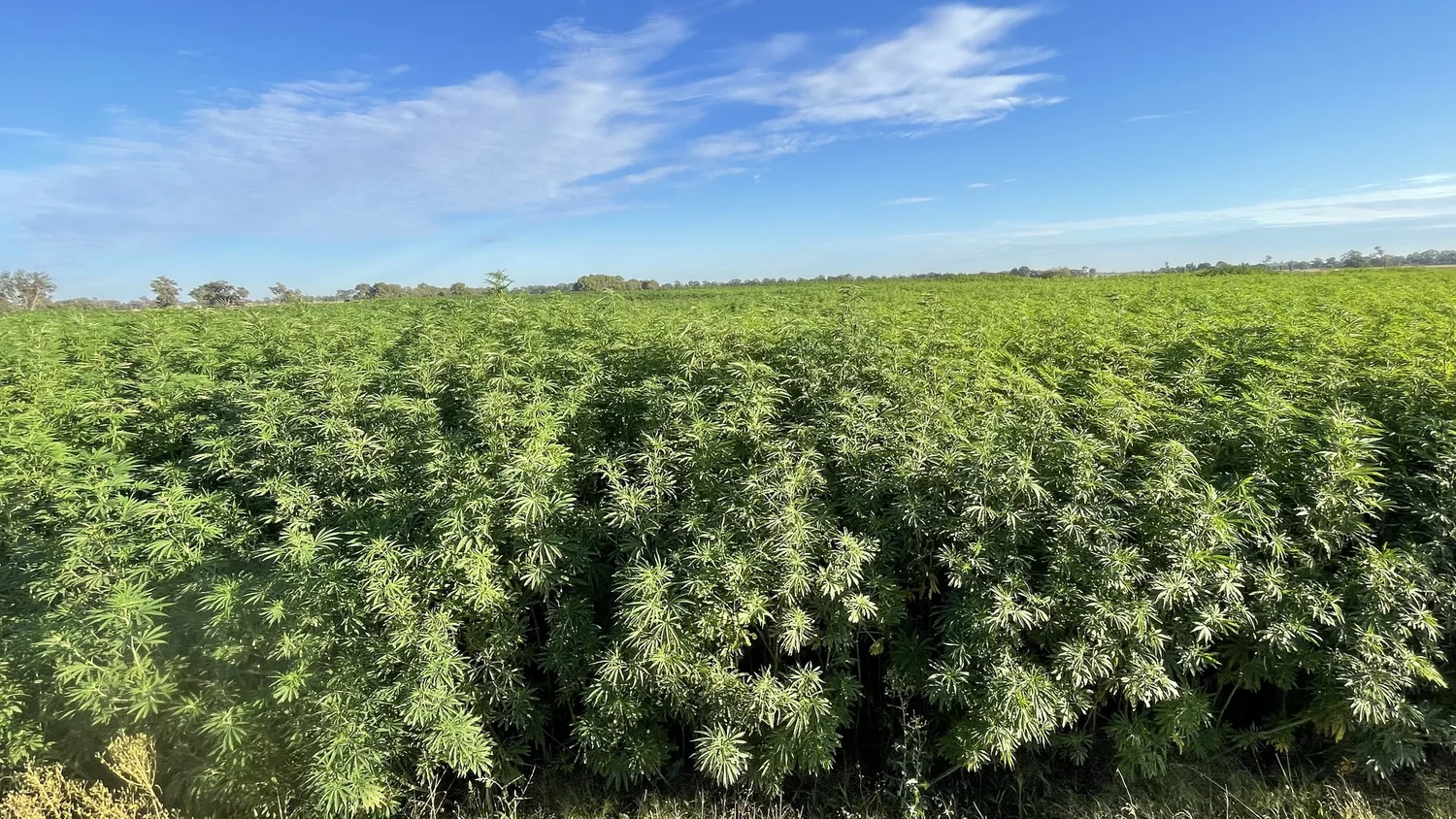 Join Victoria's Leading Industrial Hemp Network Today | Victorian Hemp ...