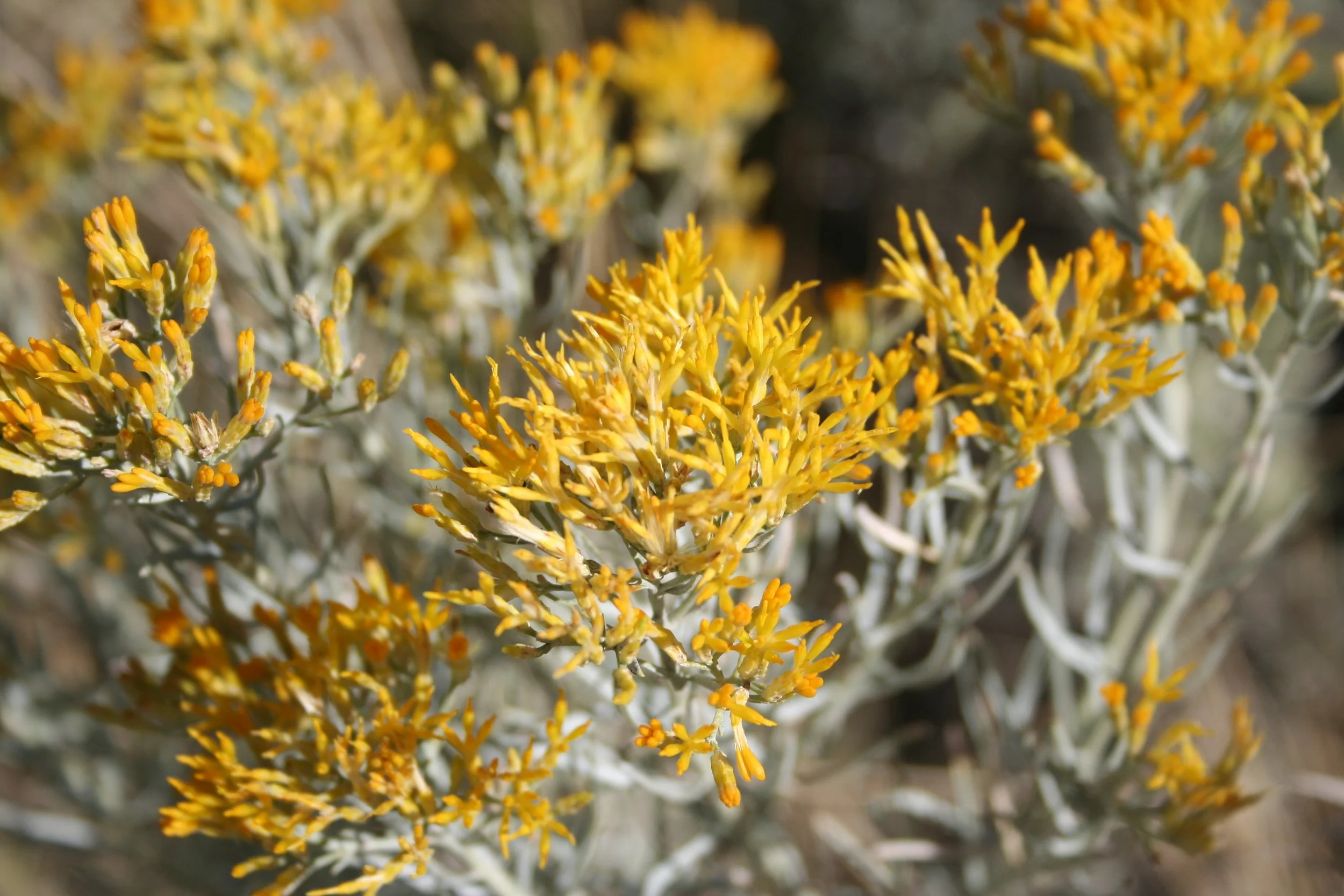Ericameria nauseosa (Rubber Rabbitbrush) — Wasatch Front Native Plants