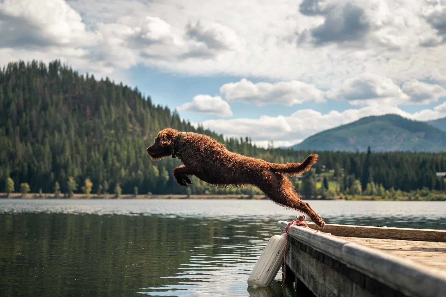 American Hunting Doodles