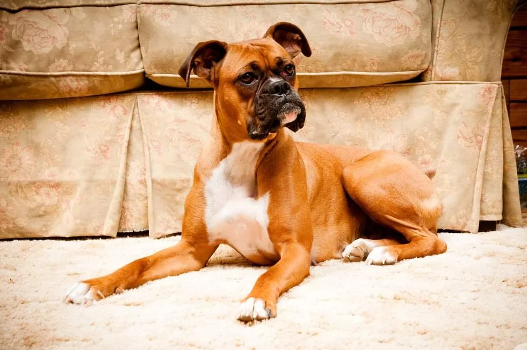 Shady Pines AKC Registered Boxer Puppies