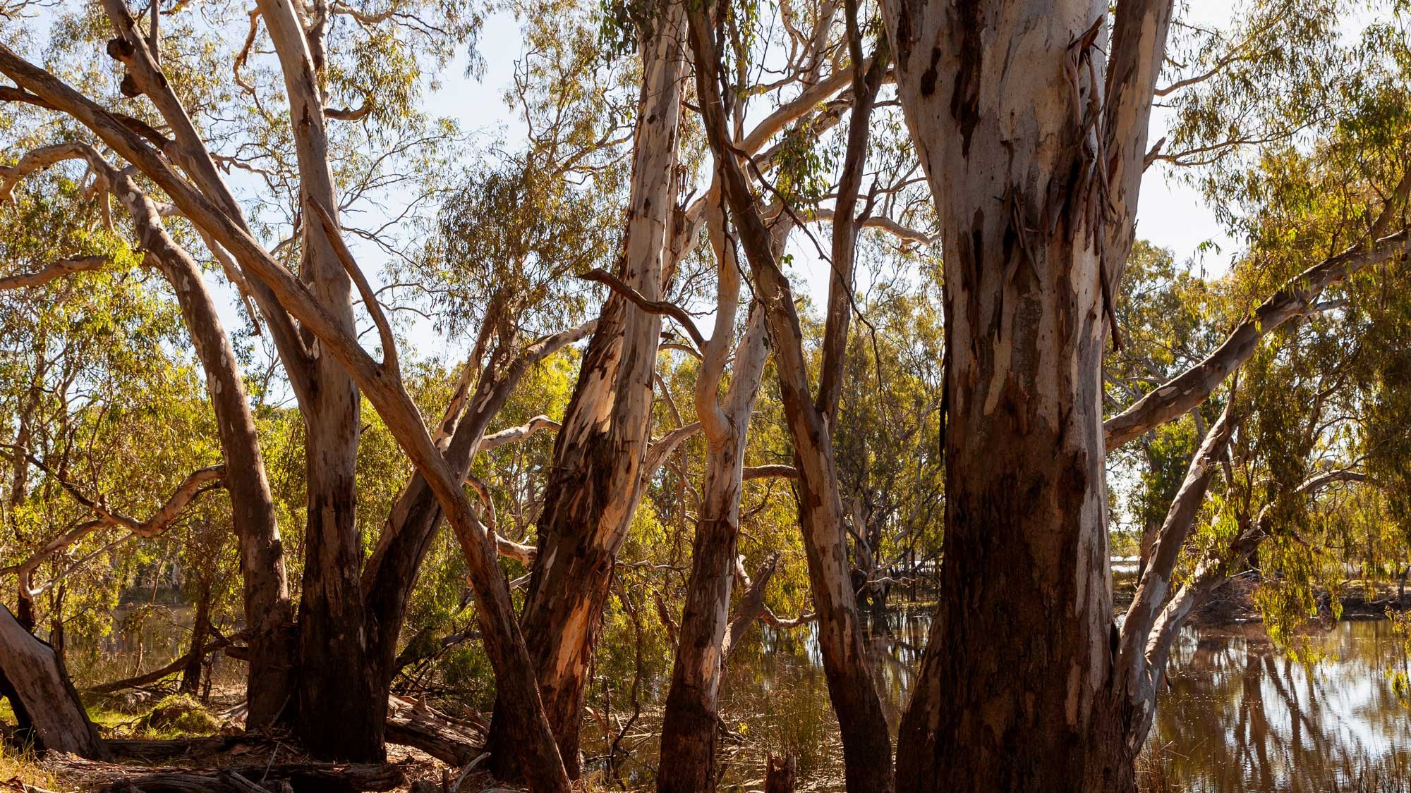 Masterplan — Gunyah | Home Redefined