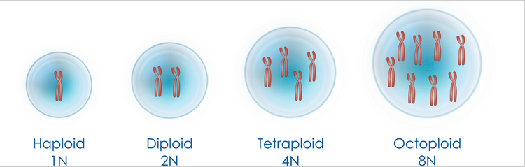 PI3biology | Explore Polyploidy Today — Join Our Research