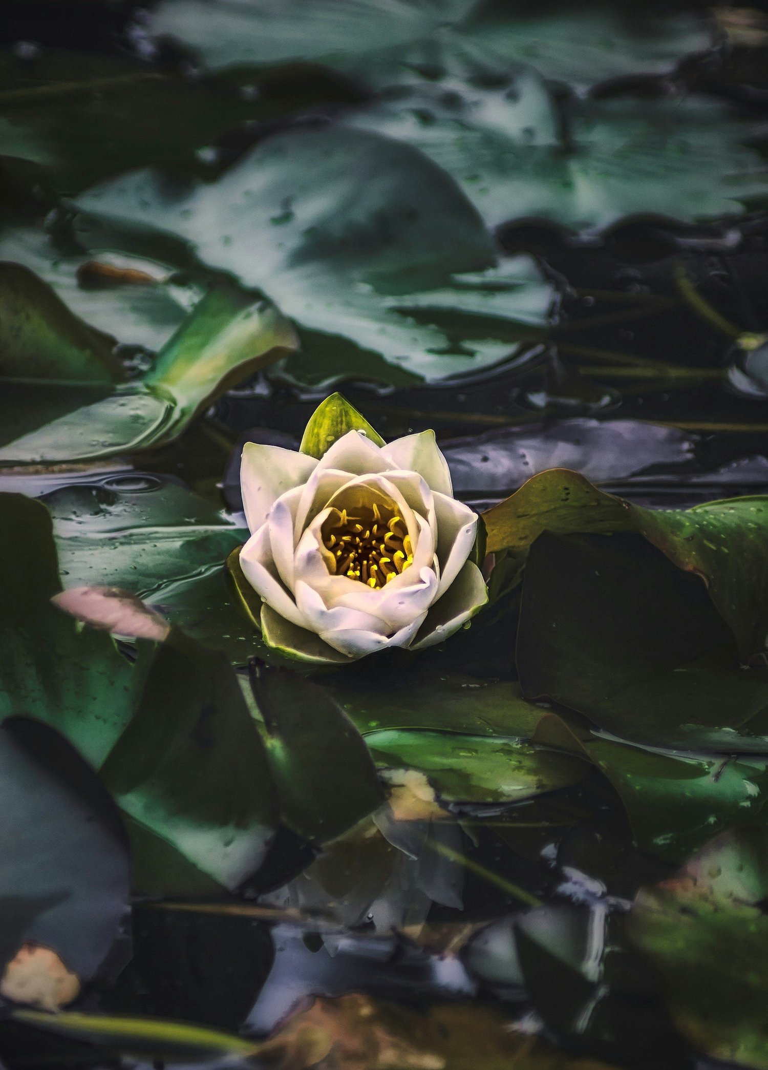 Online Counselling | Jessica Forrest, PhD