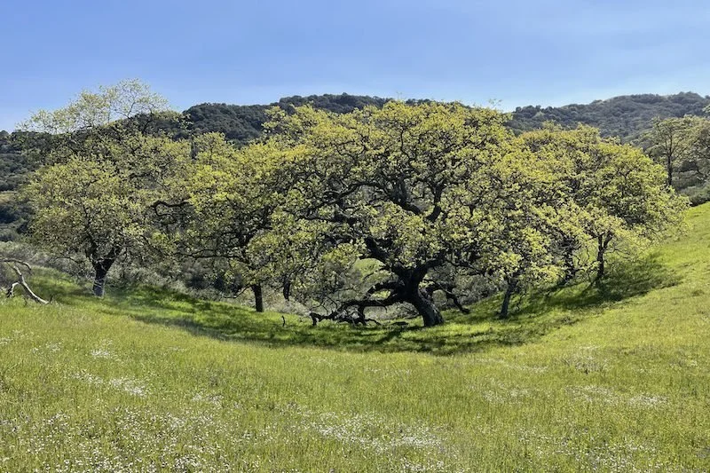 Oaks and Blacktail Deer — Blacktail Deer Foundation