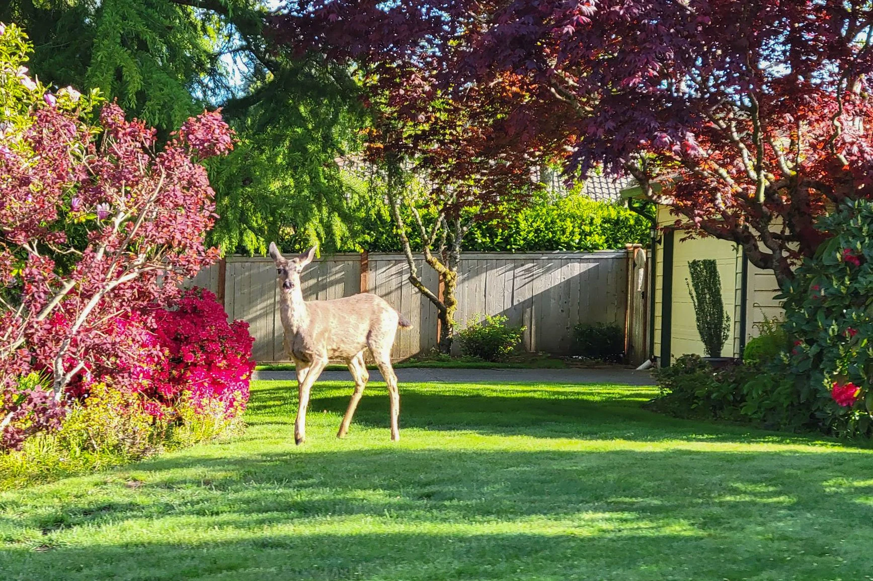 black-tailed deer in yards — Blacktail Deer Foundation
