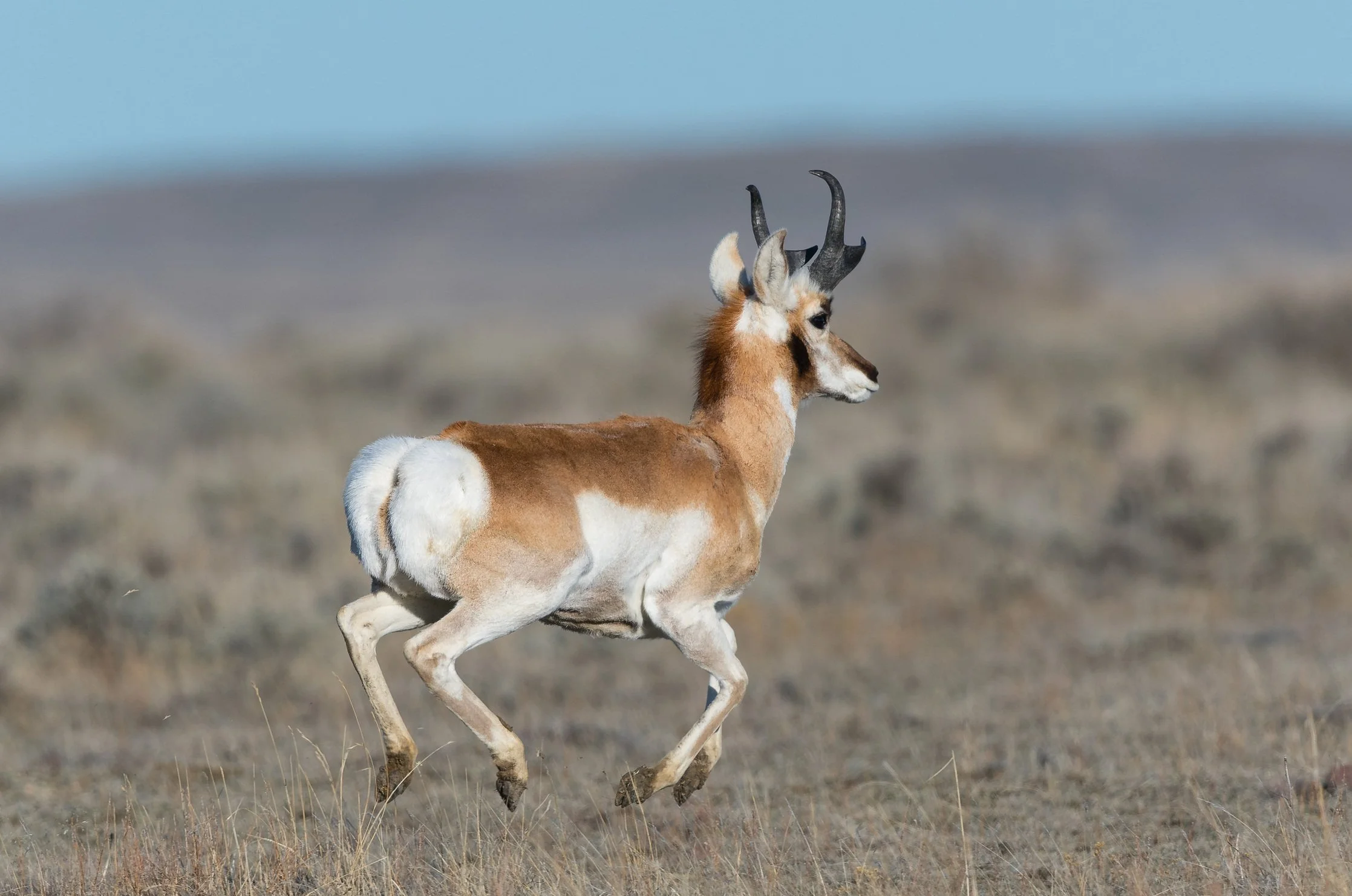 North American Pronghorn Foundation | Conserve and Act Today